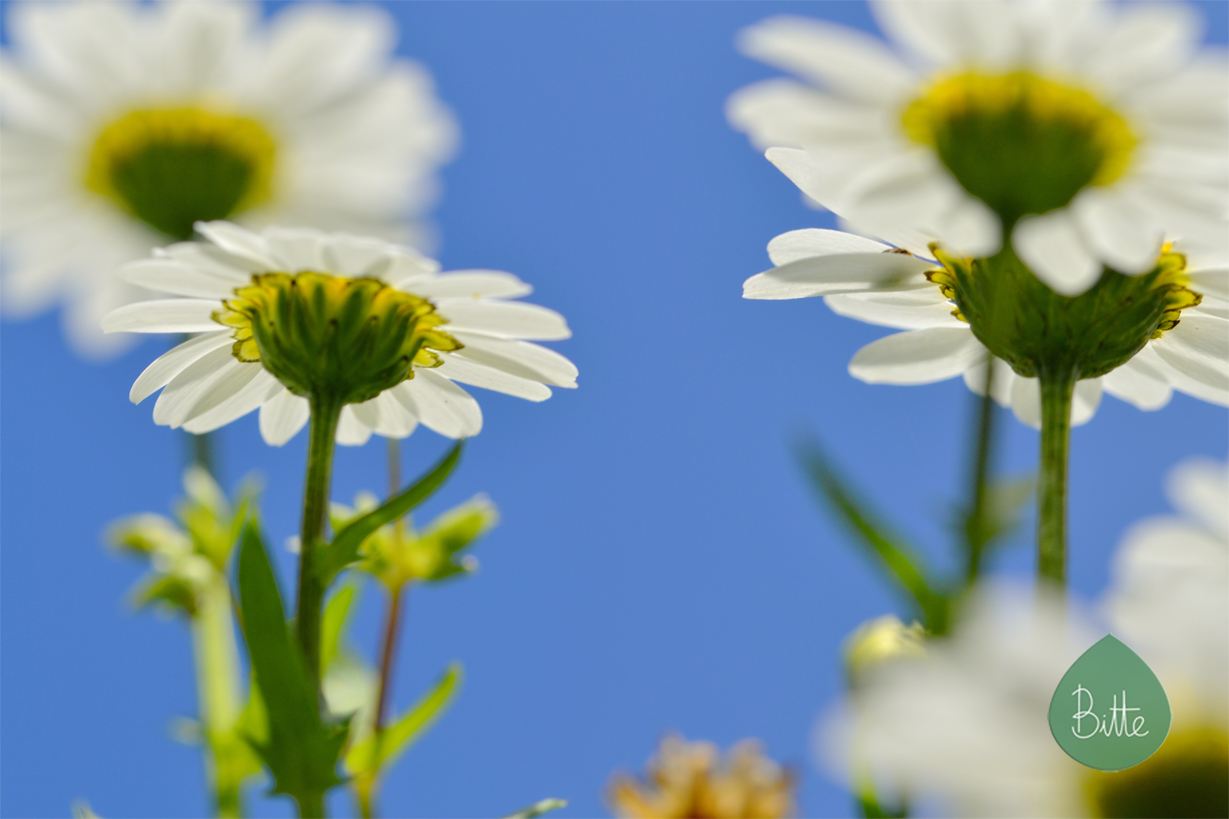 Bitte: Fiesta de la primavera: Viernes 8 de abril