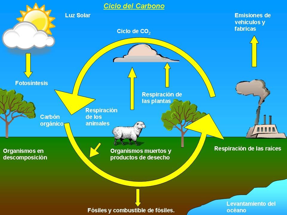 TICS: pregunta 2: CICLOS BIOGEOQUÍMICOS