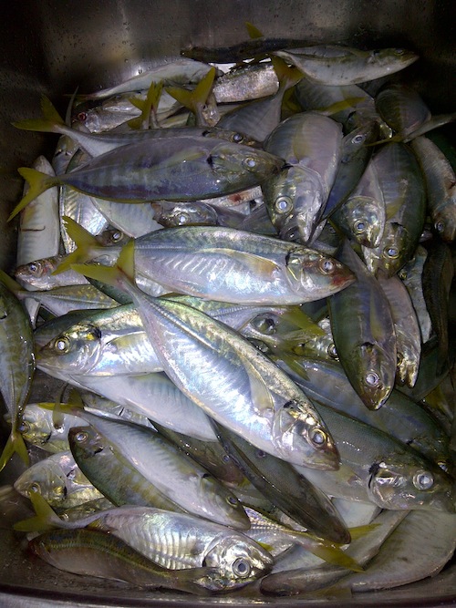 Jigging with the King of Queens