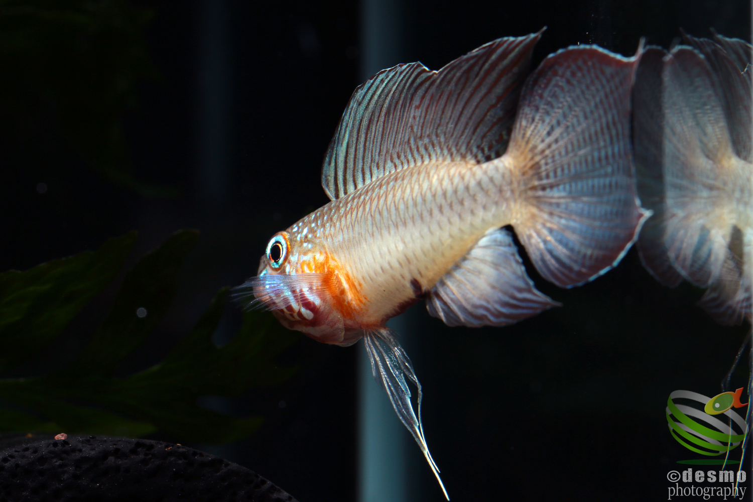 期待をよそに | アピストグラマに魅せられて