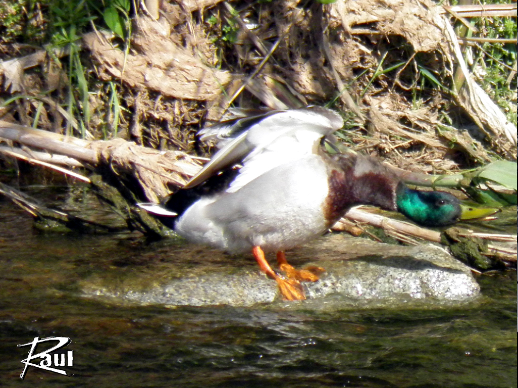 Naturaleza Viva : EL Pato de Rio ( Familia Anatidae )Ánade real (Anas ...
