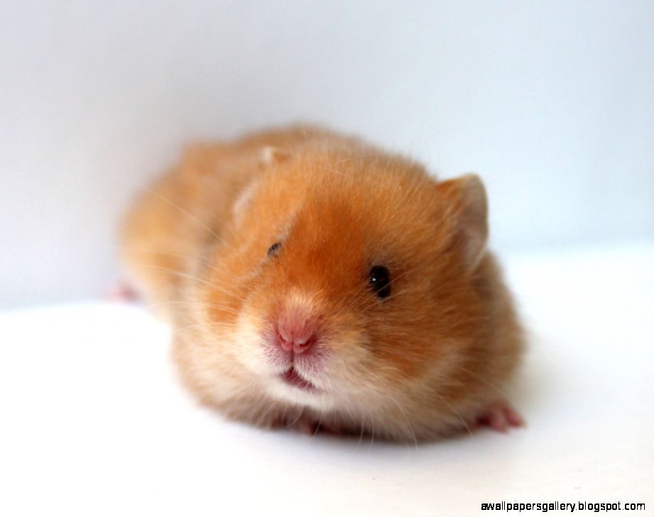 Really Cute Baby Hamsters | Wallpapers Gallery
