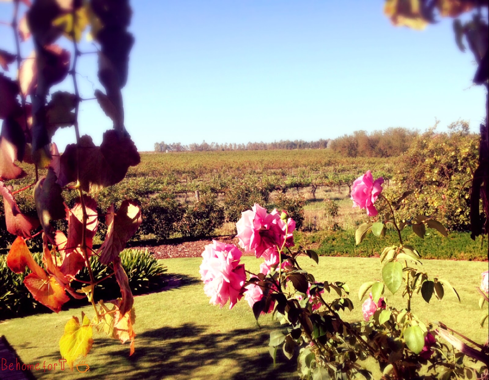 behomeforT: Beautiful Barossa Part 1