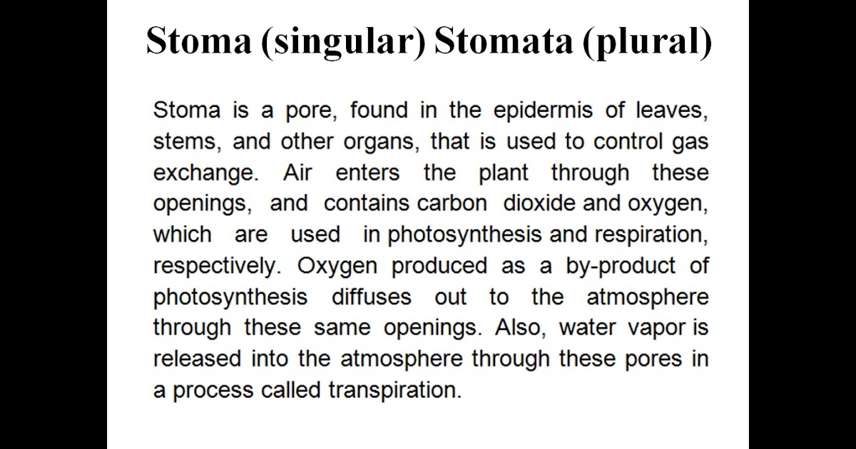 Biology and Geology 1º ESO: Stoma definition