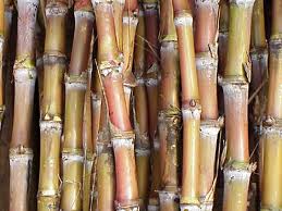 ''TUBO'' OR SUGAR CANE