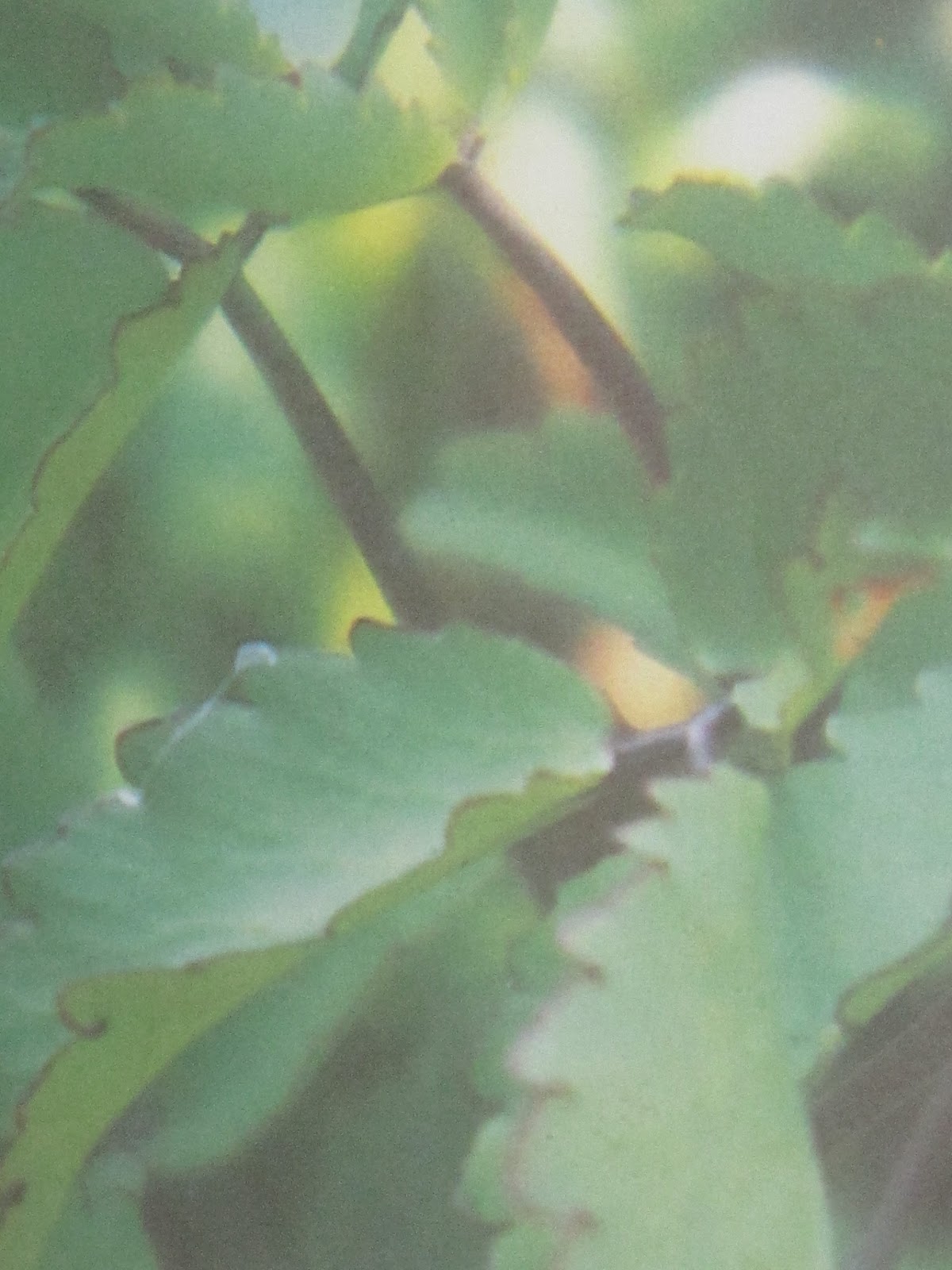 herbal leaves, herbal medicine plants and treatments: May 20, 2012