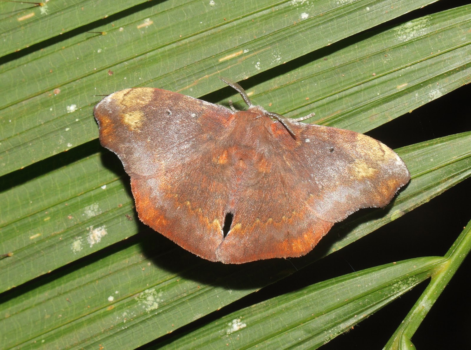 BunyipCo: April 2018