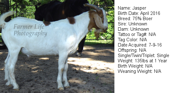 Living A Farmer's Life: The Boers