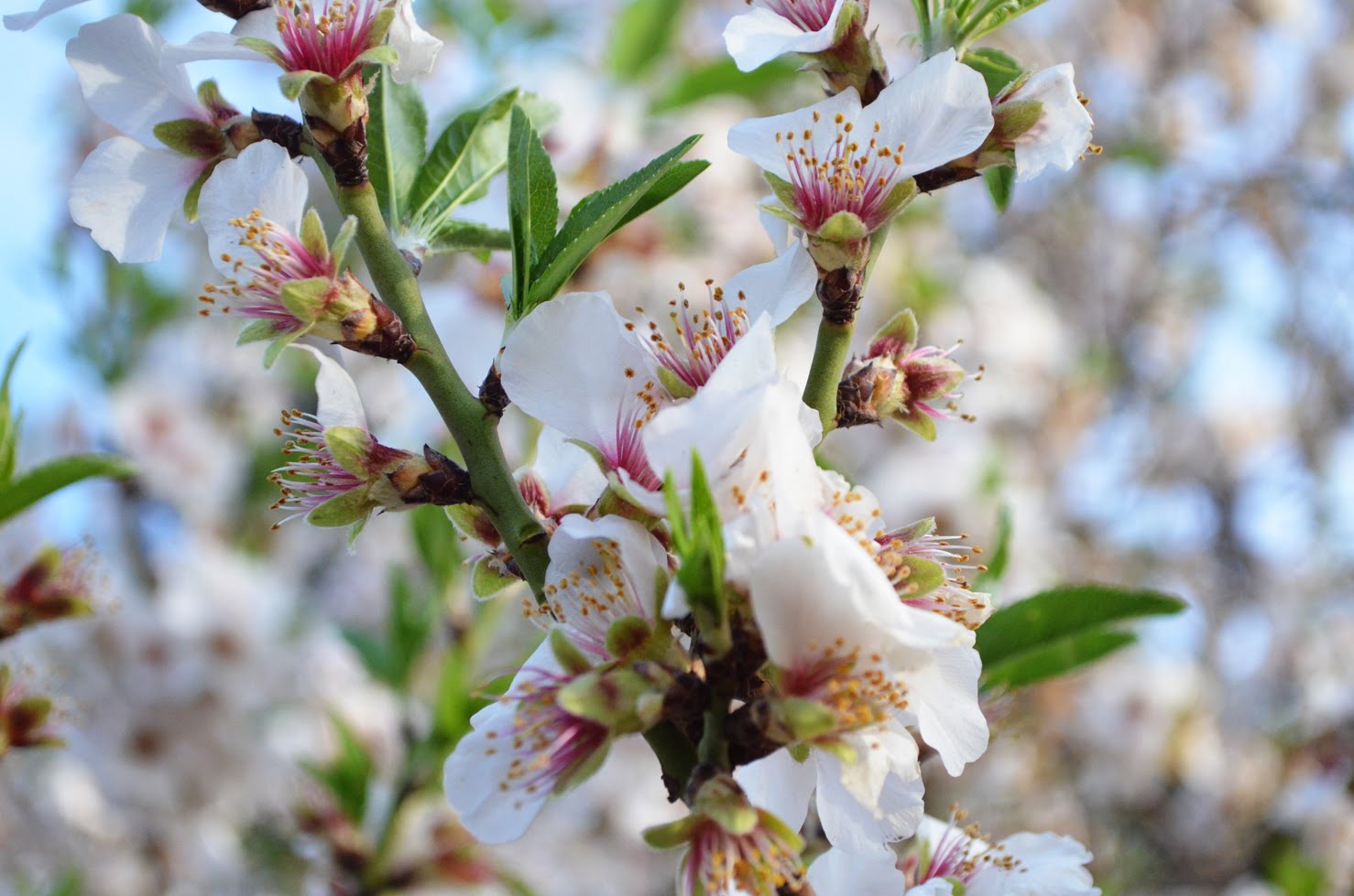 El único almendro en flor ~ La mirada de Gema