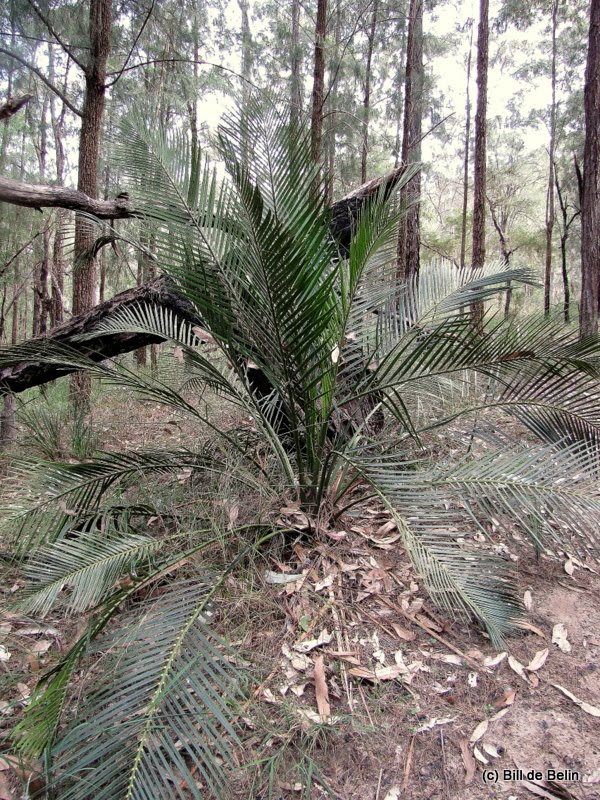 Sydney's Wildflowers and Native Plants: Macrozamia communis - Burrawang ...