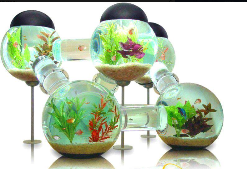 Awesome labyrinth fish aquarium! - AMAZEF