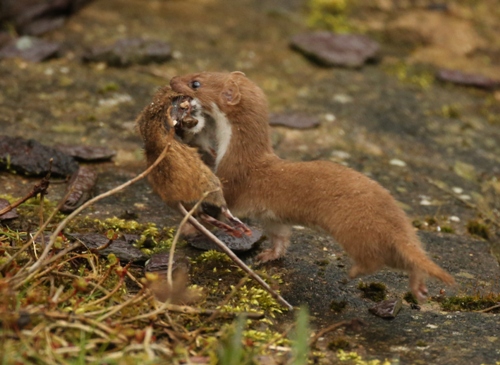 A Day In the Life of a Wildlife Artist: Robert E Fuller: Weasel: I just ...