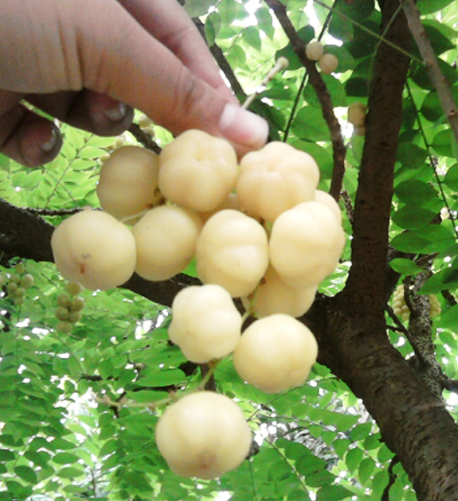 Baru 21+ Tanaman Obat Getah Bening