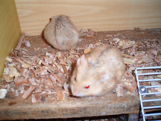 aeiroura_green_leaf: Alief Hamster Little Farm
