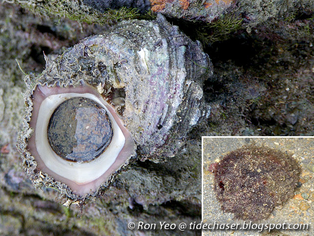 tHE tiDE cHAsER: Marine Snails of Singapore
