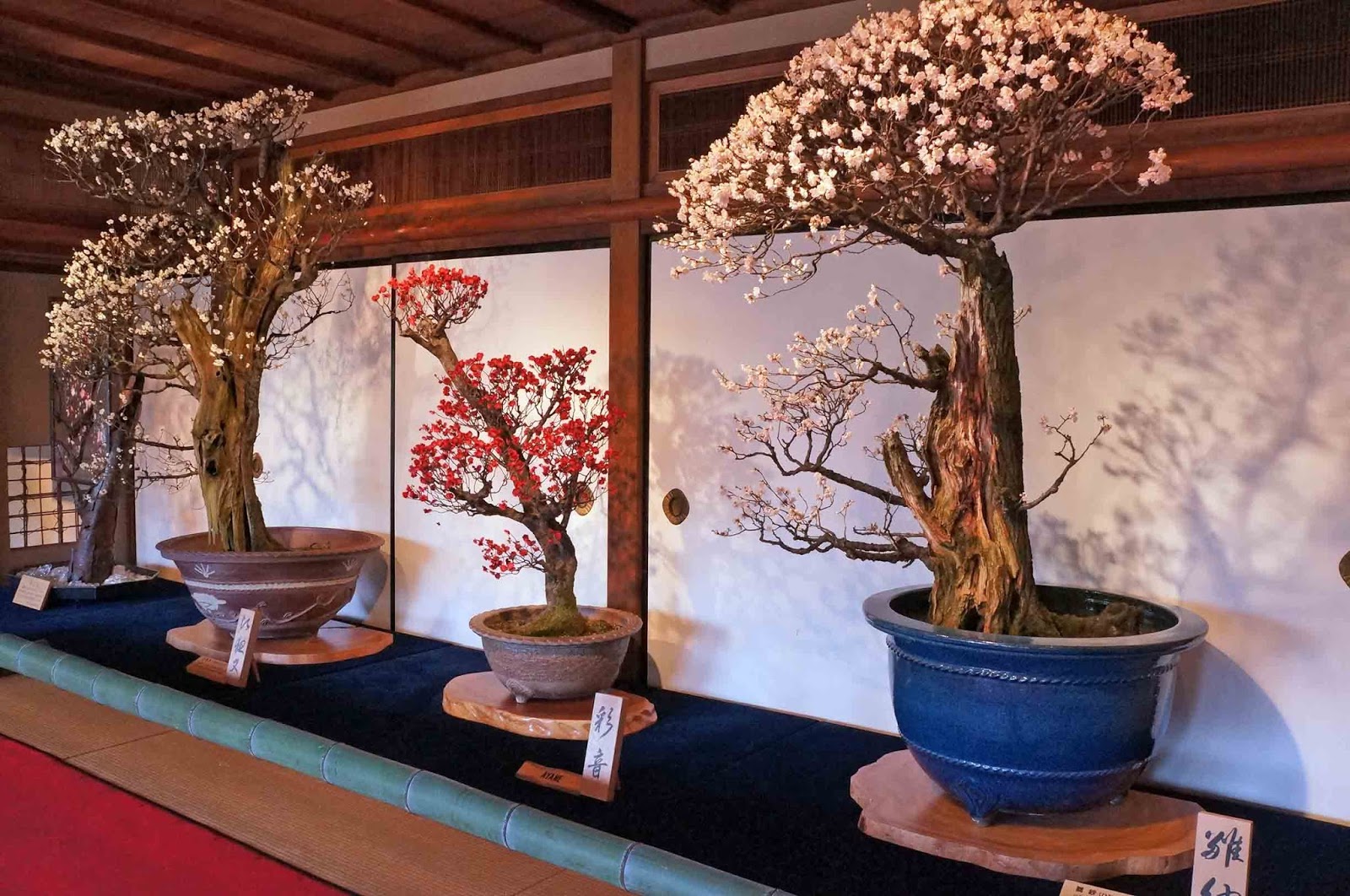 For Your Small Japanese Garden by YUKIMONO: The 65th Bonsai Exhibition ...