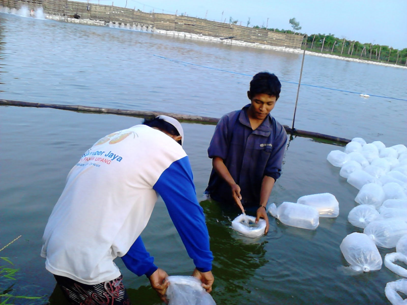AFIESH SP: CARA AKLIMATISASI ATAU TEBAR UDANG (BENUR)