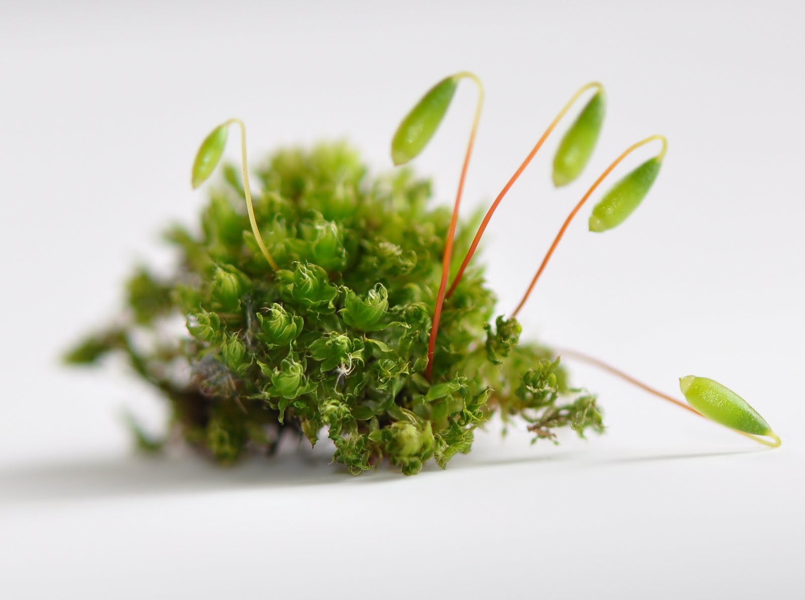 Bryophytes of Central and Northern Europe: Bryum capillare