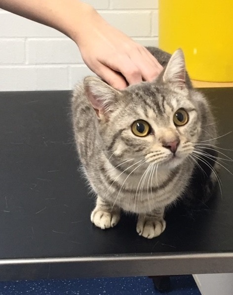 Cat Chit Chat: RSPCA cats looking for a home in Bolton