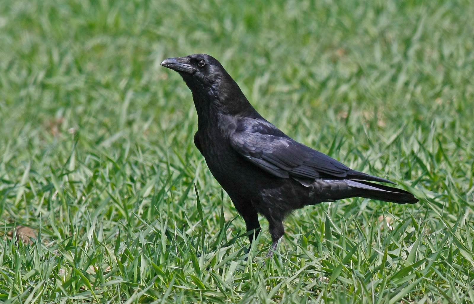 Navarra al natural: De Rapaces y Necrófagas