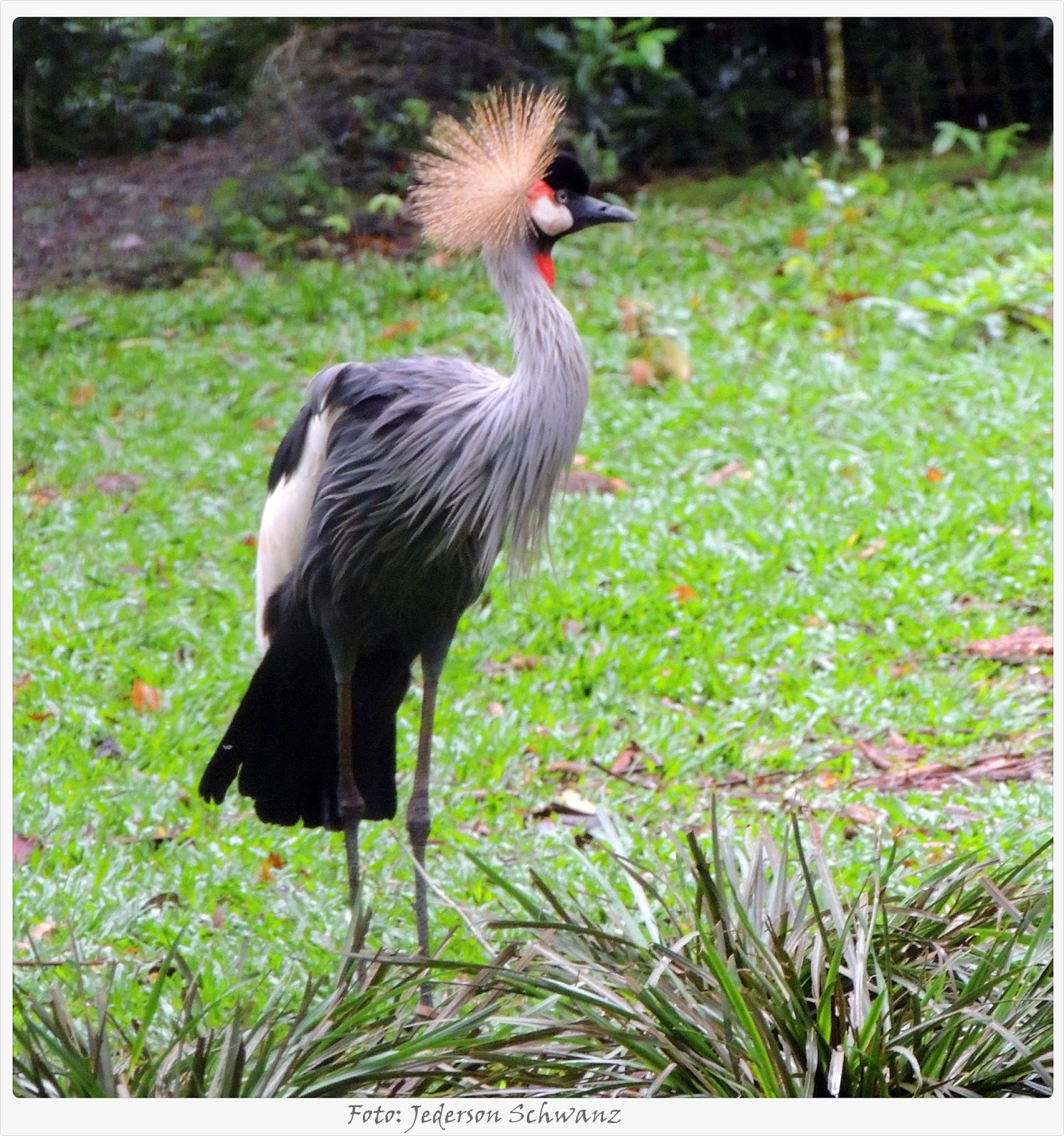 Grou coroado africano *** Balearica pavonina (Lineu, 1758) (grou-real ...