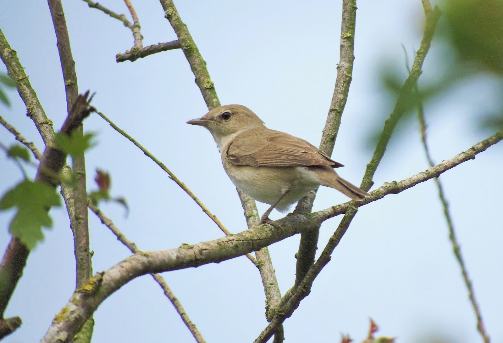 CAMBRIDGESHIRE BIRD CLUB GALLERY: Garden Warbler