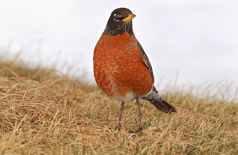 The Bruce Mactavish Newfoundland Birding Blog: Idle Sunday Around St ...