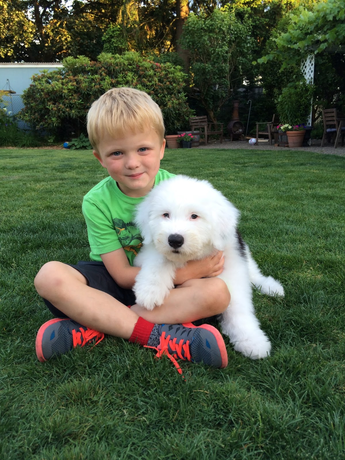 SnowDowne Too | Old English Sheepdogs: Old English Sheepdog Puppies ...