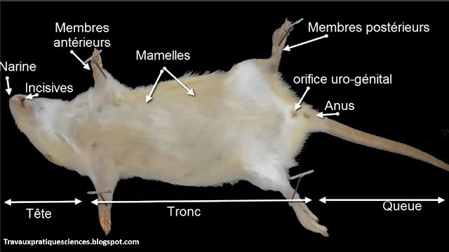 DISSECTION ET ANATOMIE DU RAT
