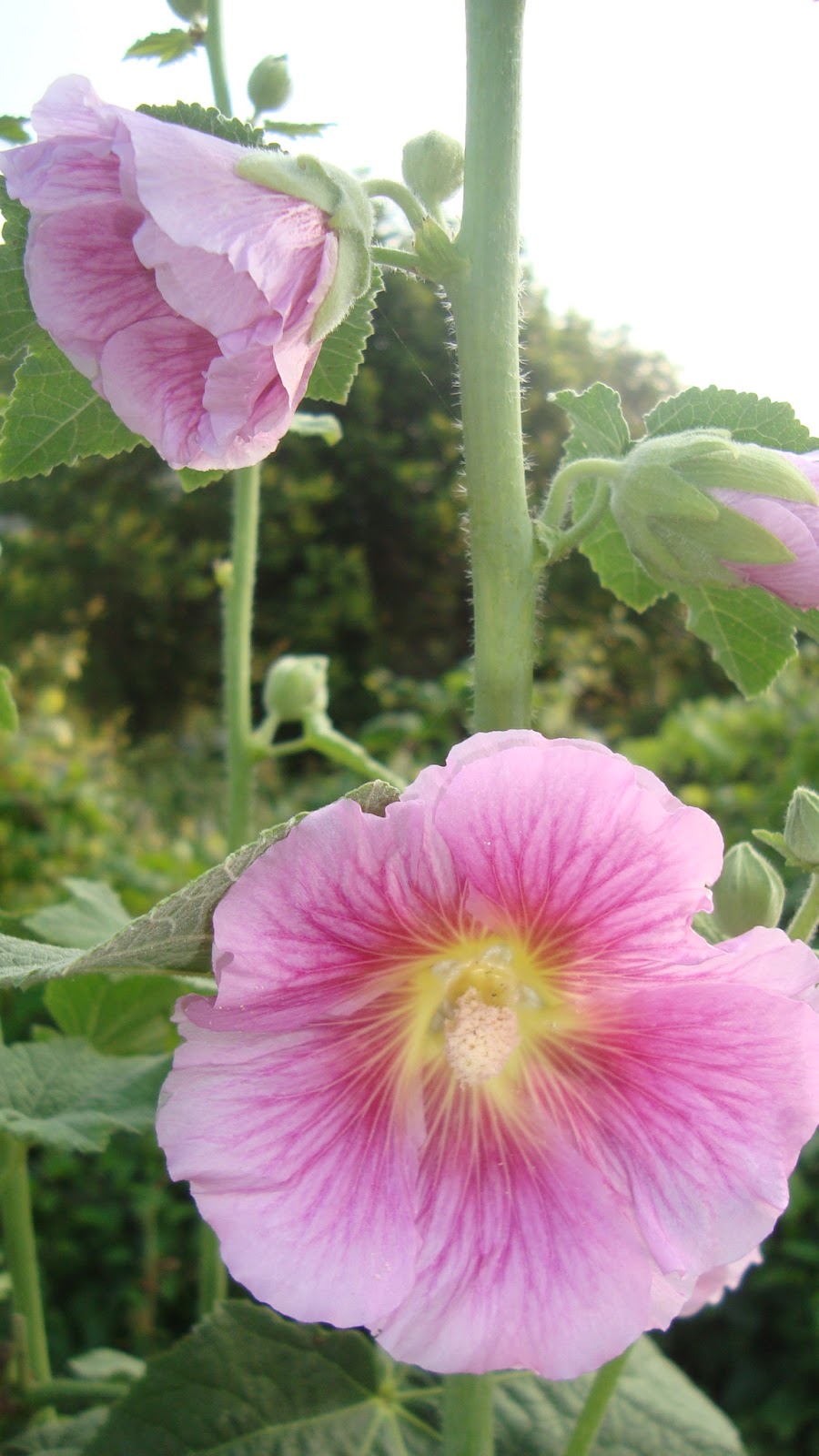 MALVA REAL ( Alcea rosea ) - El Jardín de Elbe