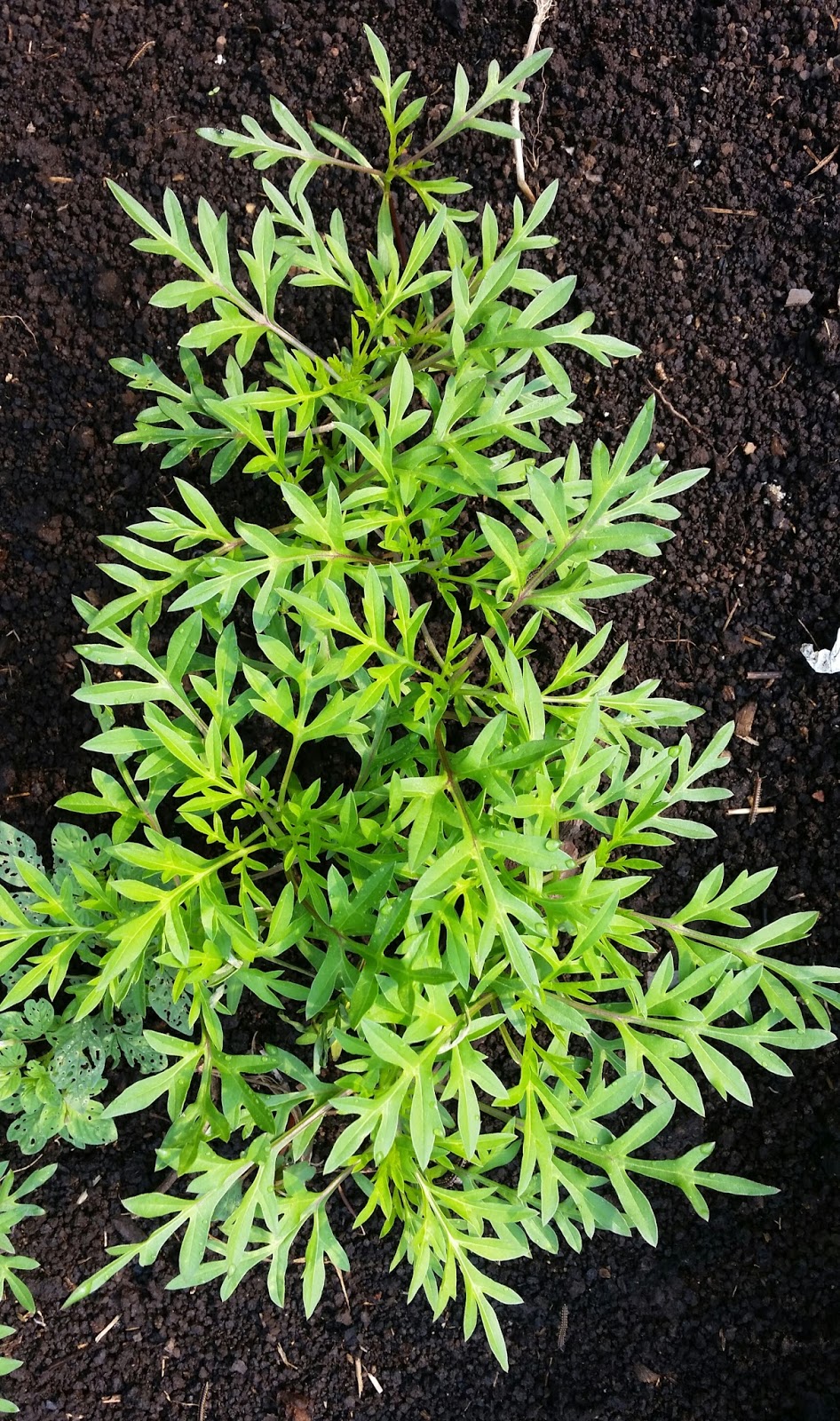 Warisan Petani: Tanaman Ulam-ulaman.