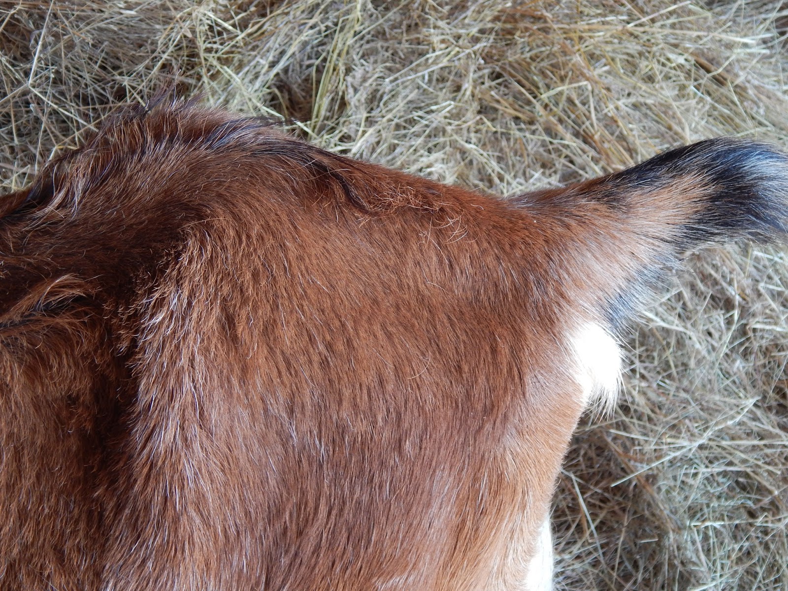 Thoughts from Frank and Fern: Velvet's Baby Goats