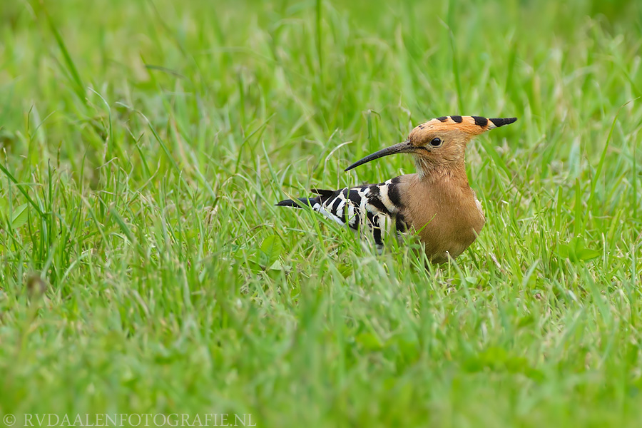 Vogel- en Natuurfotografie door Remco van Daalen: De Hop (Hoopoe, Upupa ...