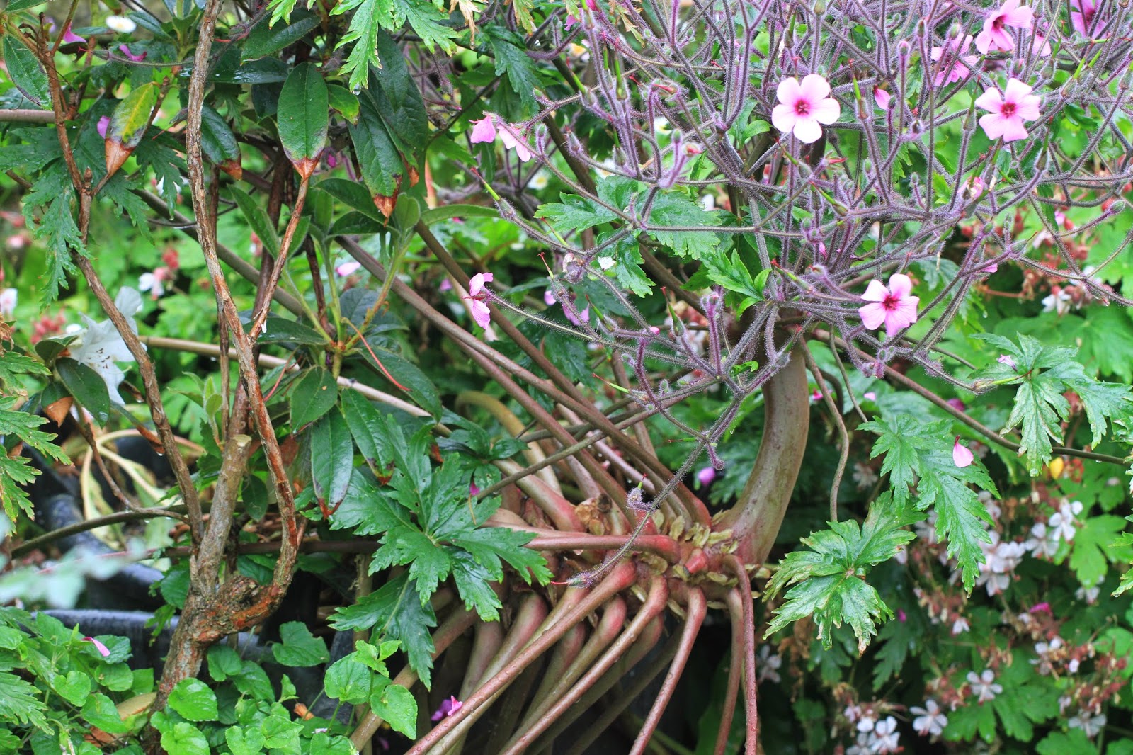 TravelMarx: A Visit to Great Dixter: House, Garden, and People