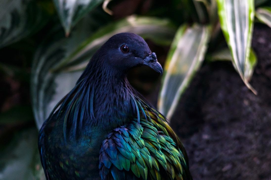 NICOBAR PIGEON photos - wallpapers | the fun bank