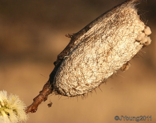 South African Photographs: Moth and cocoon - Bristly Eggar ...