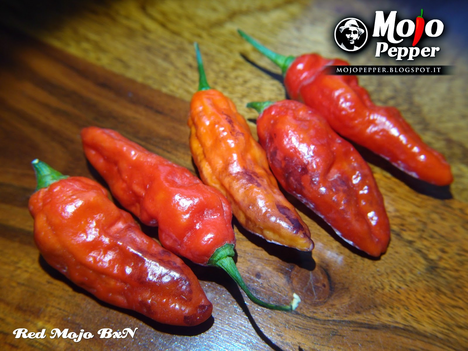 The Mojo Pepper - Just a Chili Pepper grower: Red Mojo Bhut x Neyde