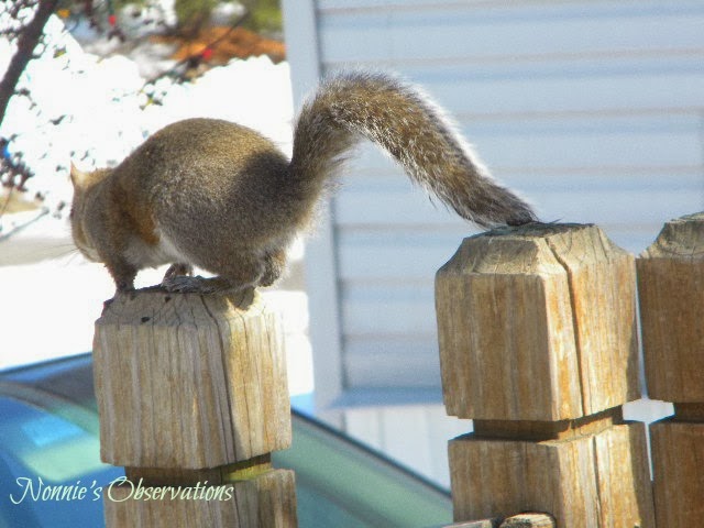 Squirrel on the Move