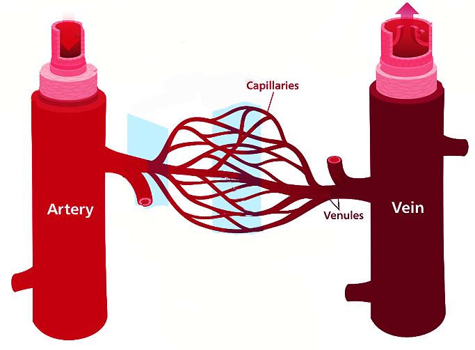 Discovering Something New -- ongoing learning: Arteries, veins, and ...