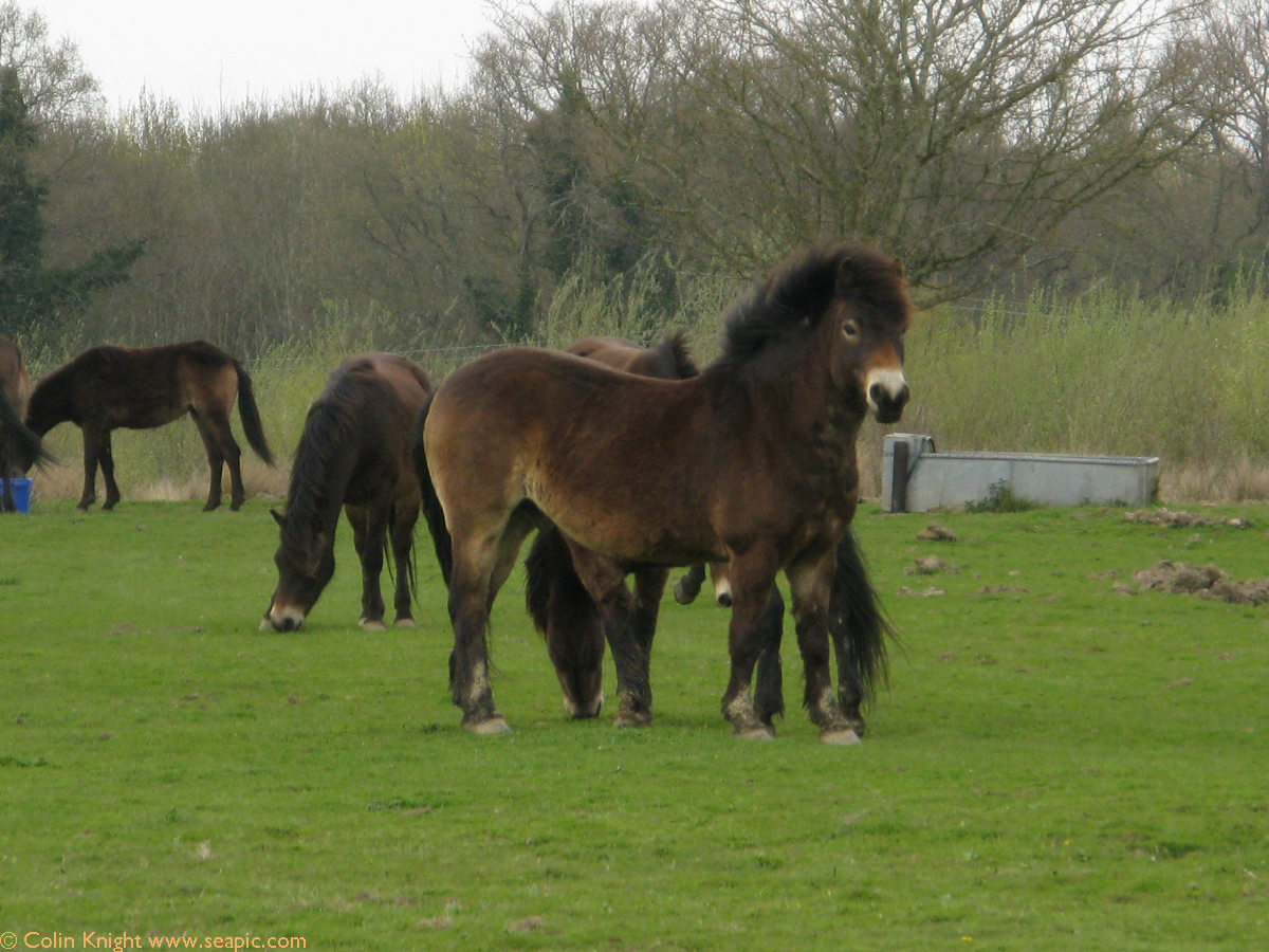 Postcards from Sussex: Rewilding at Knepp Castle Estate