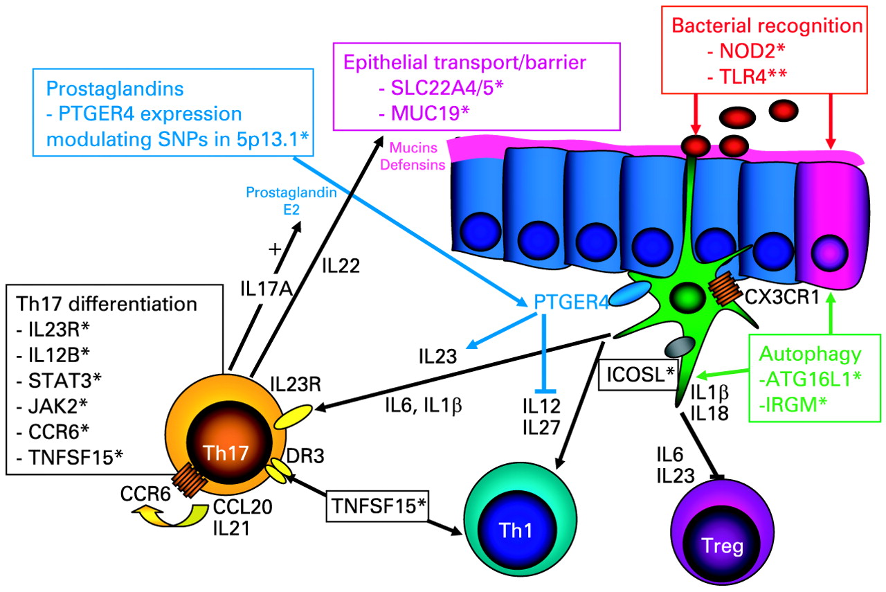 Crohn's Doesn't Live Here Anymore: What are Th17 cells and why might ...