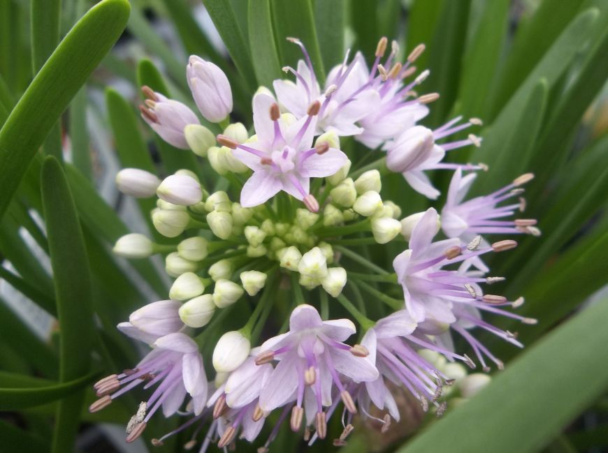 Future Plants by Randy Stewart: Allium