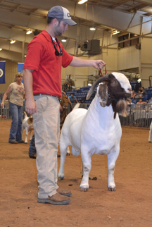 Goat Rancher Update: Top winners at 2012 ABGA National Show