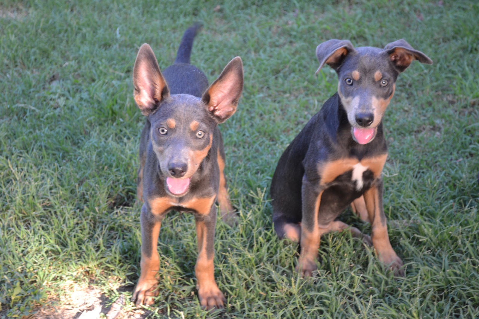 Silver Star Kelpie Stud: PUPPIES Max & Kim