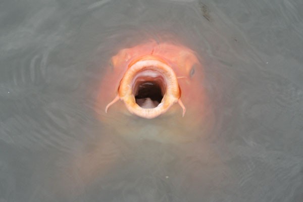 ANIMAL WORLD TokTil: Strange Fish Faces in The Water