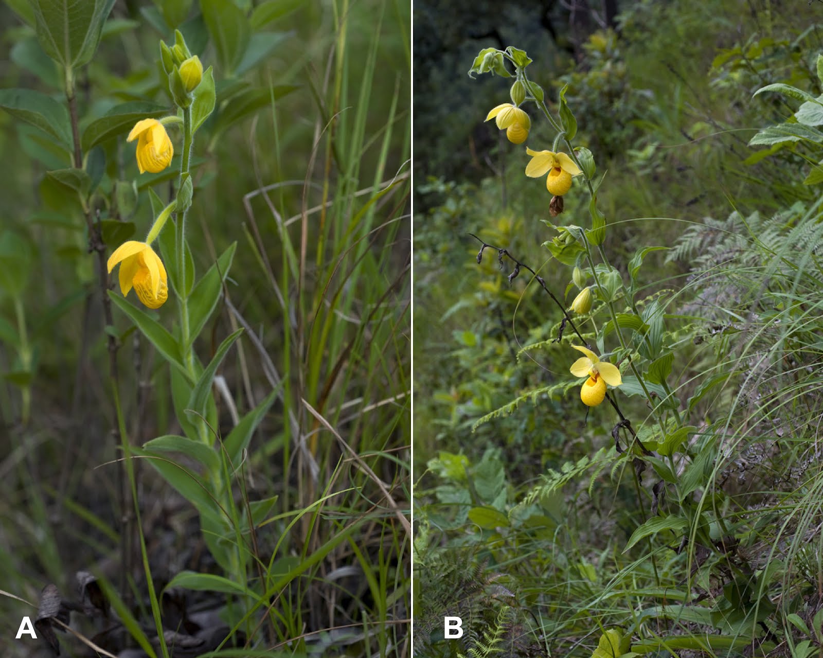 Species New to Science: [Botany • 2017] Cypripedium × fred-mulleri ...