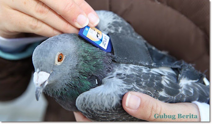 Astaga! Burung Merpati Ini Jadi Tersangka, Ternyata Ia Melakukan ...