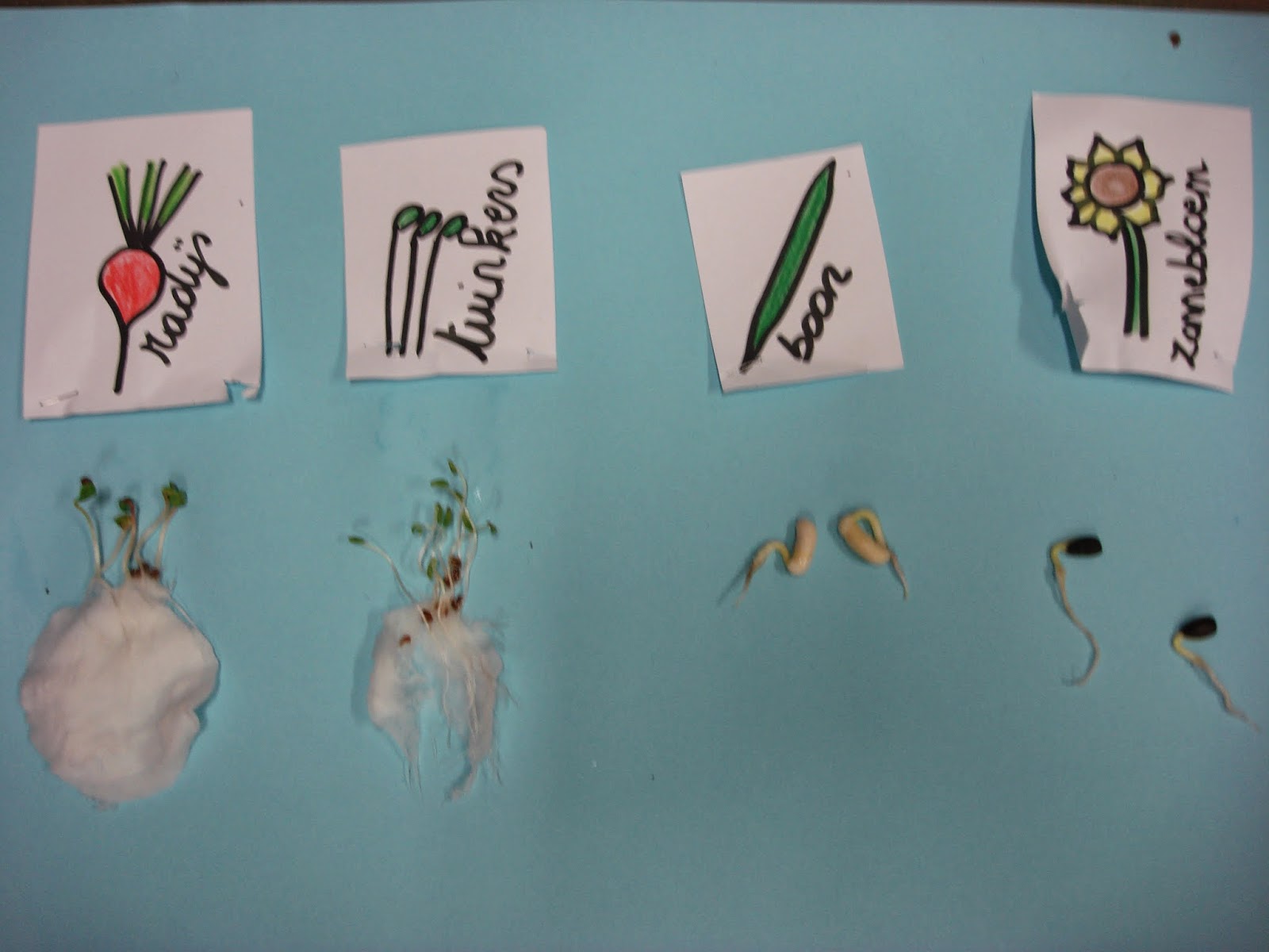 Welkom in ons klasje !: Thema: zaadjes planten