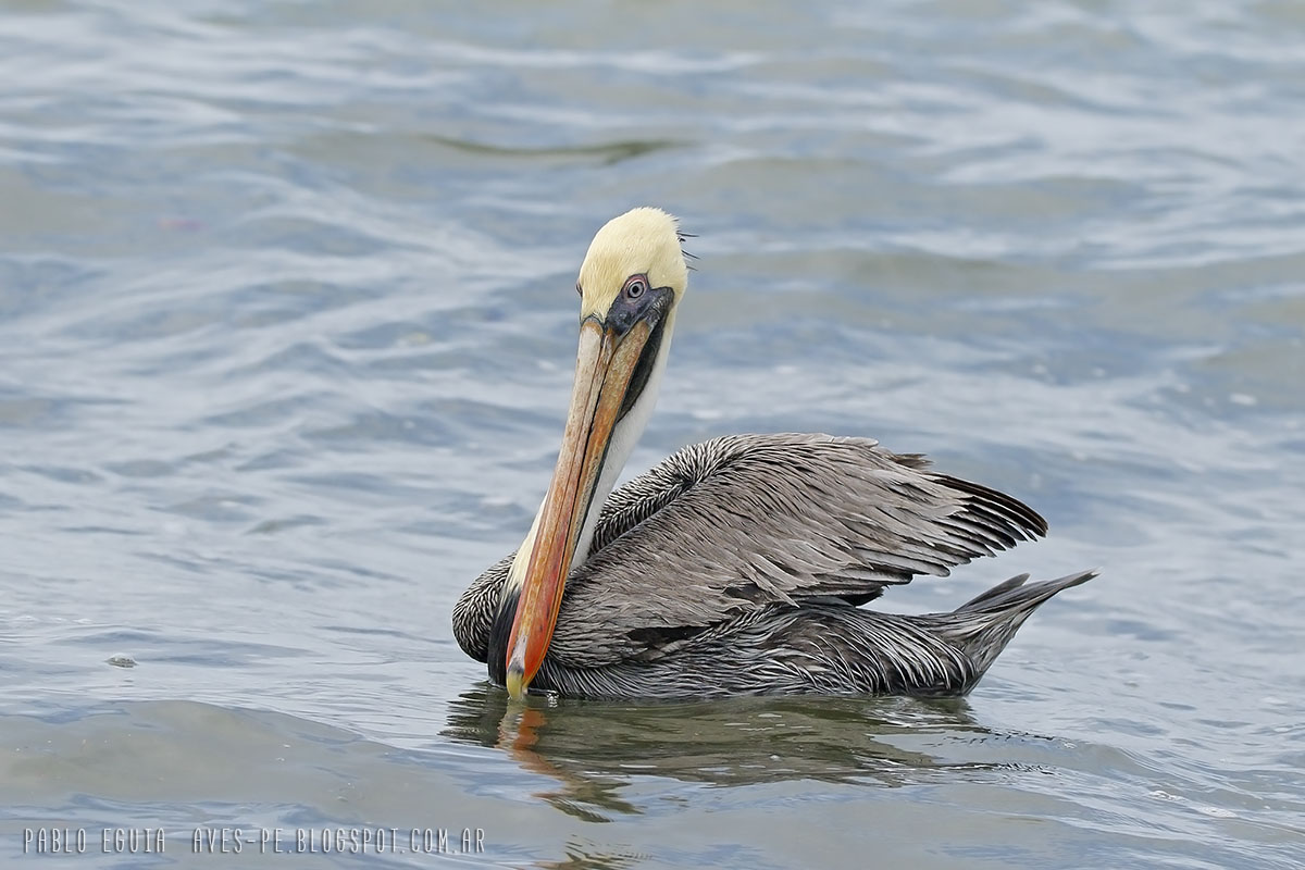 mis fotos de aves: Pelecanus occidentalis Pelícano Pardo Brown Pelican