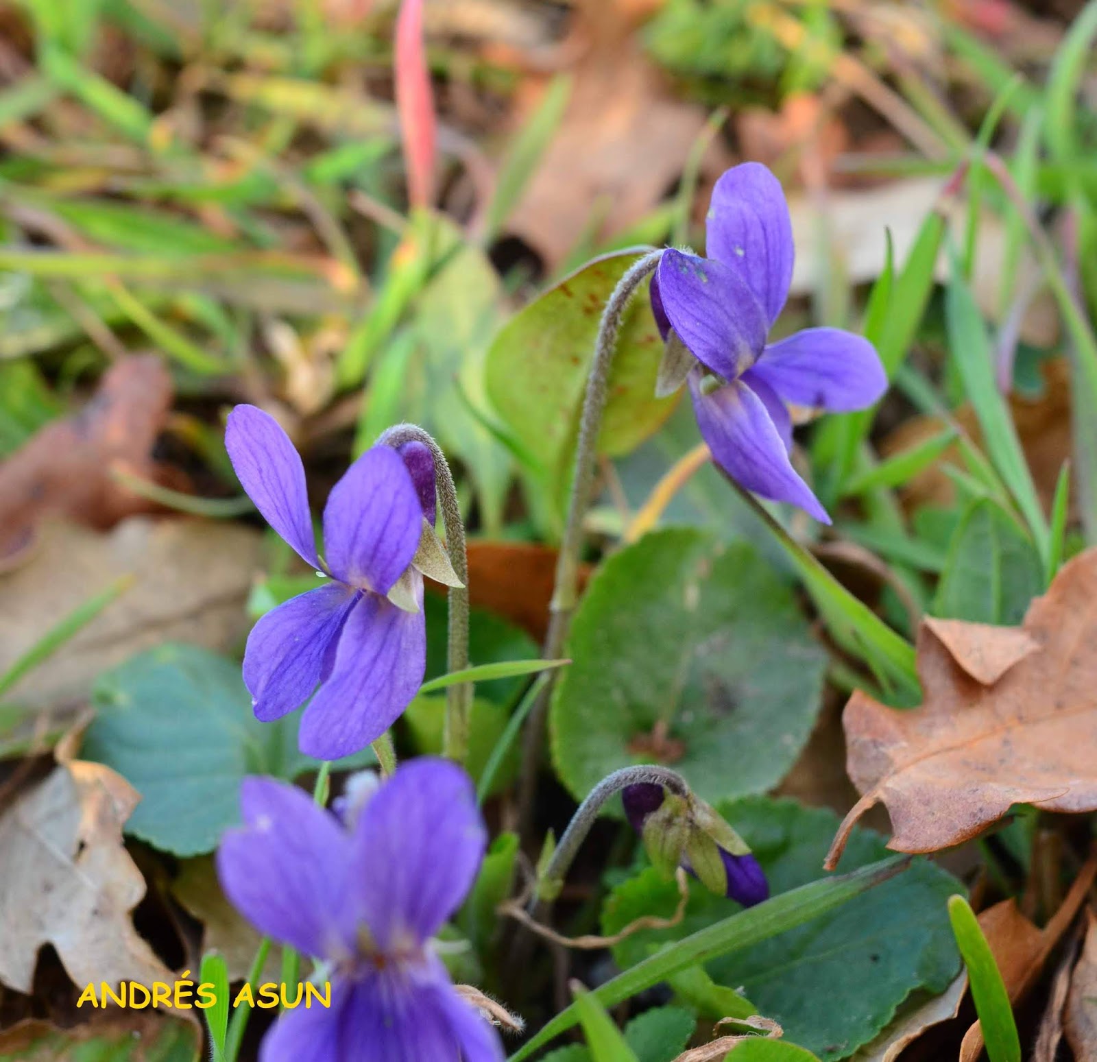 Flores silvestres de la Cordillera Cantábrica: VIOLACEAS - Violaceae